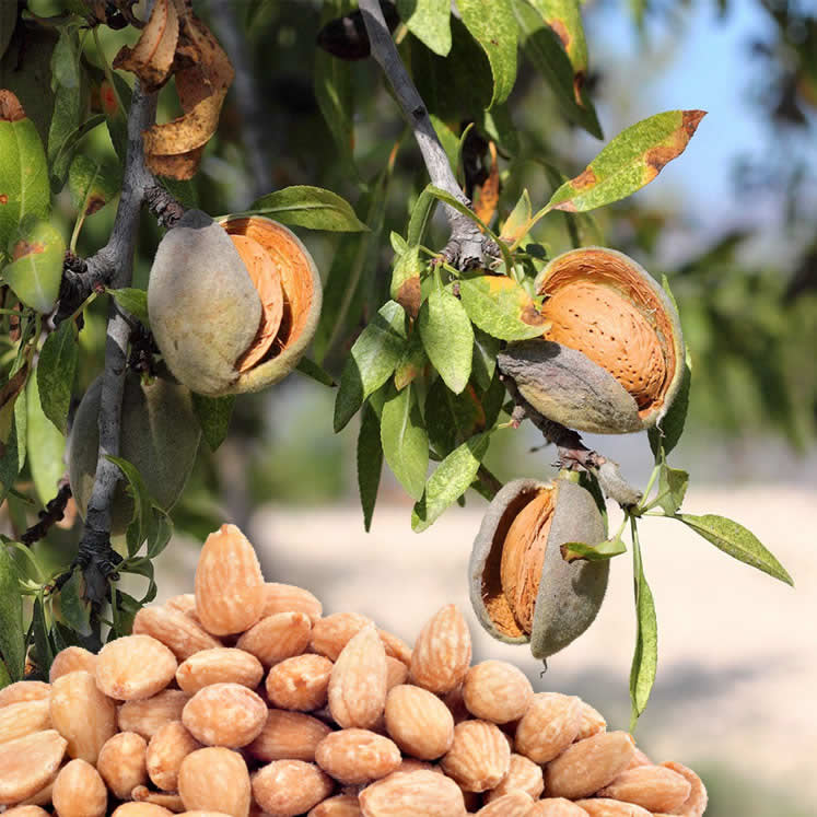 Frische Bio Mandeln online bestellen & liefern lassen